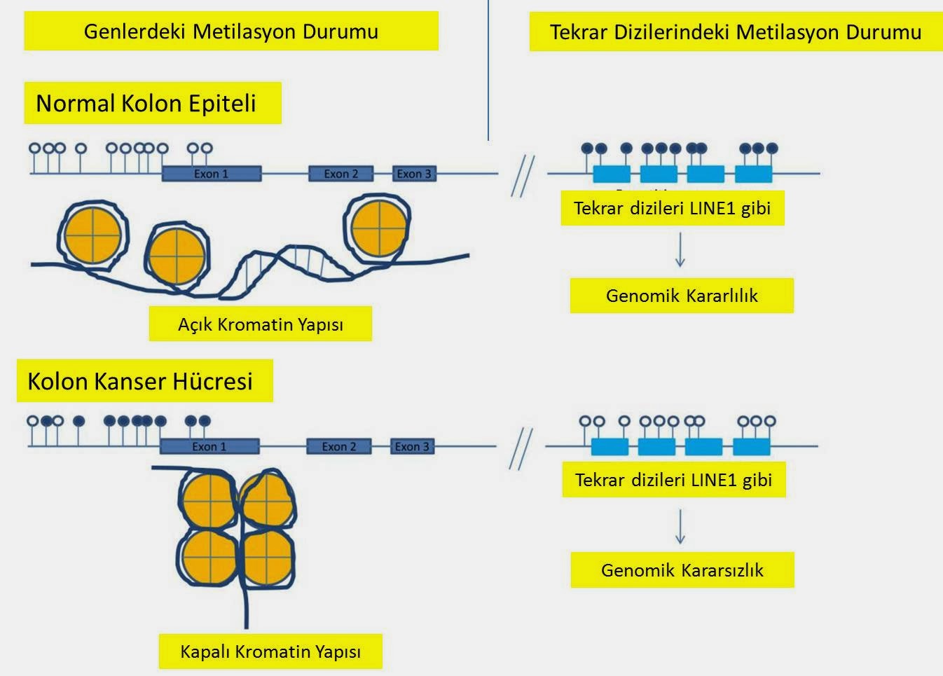 Kolon Kanseri Hücrelerinde Görülen Epigenetik Değişiklikler ~ Kolon ...