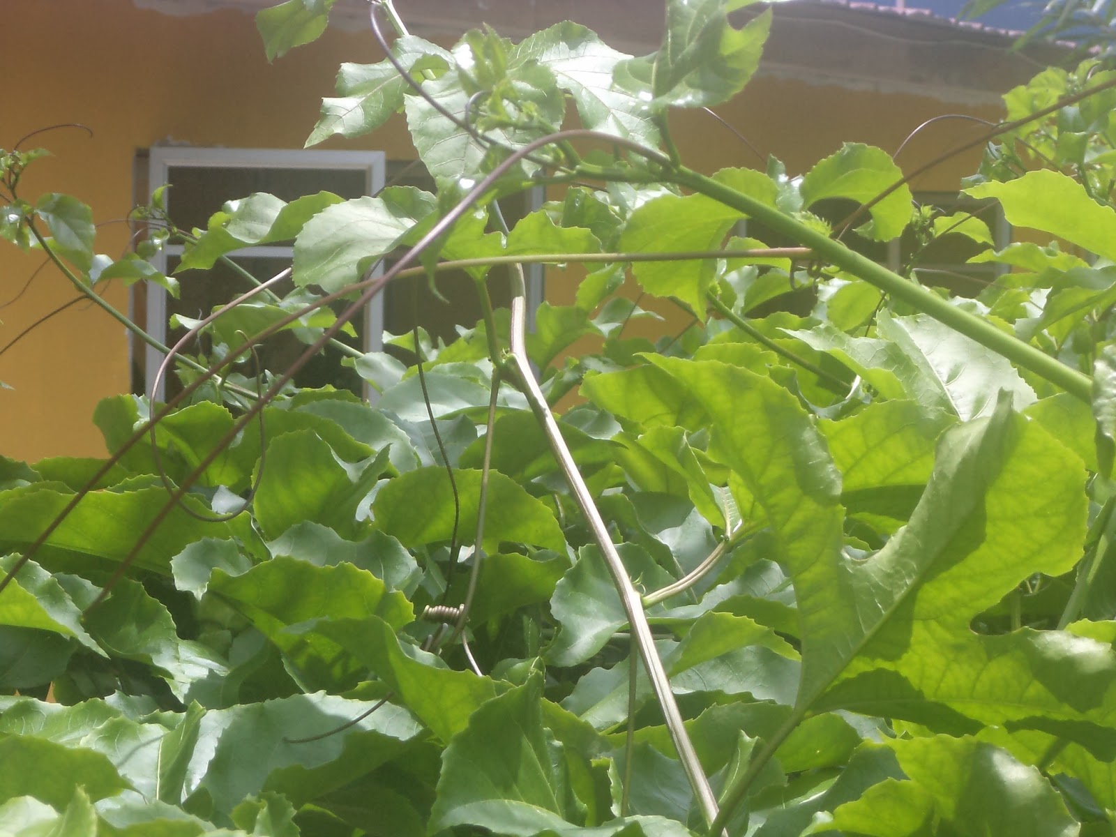 anaklaut: TANAMAN MARKISA DI HALAMAN RUMAH