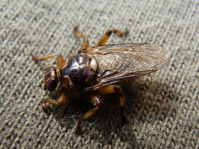 Variety of Life: Hippoboscidae