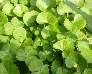 Benefits of Brahmi - Home Remedies | Natural Cure | Ayurveda