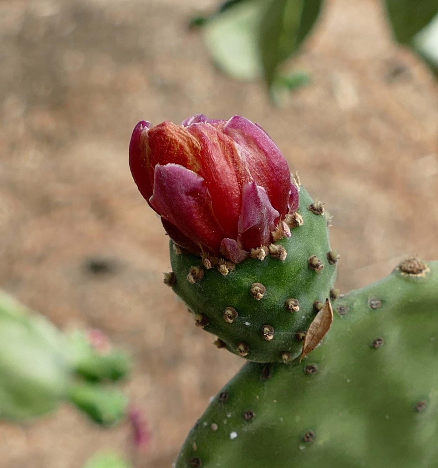 Mexico Stories: Farming cochineal insects for natural dye