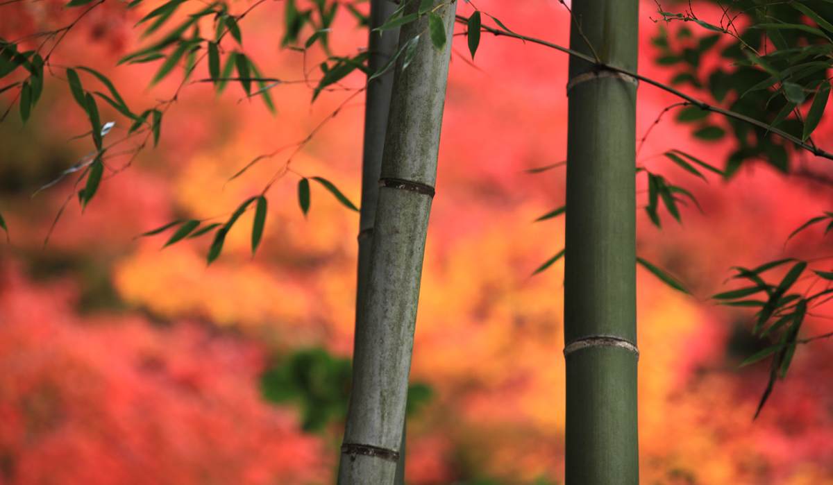 Photo Classes with Robin Nichols