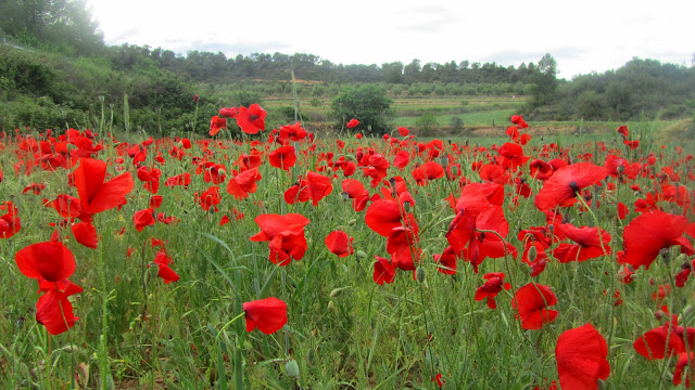 FOTOS DE LA PALMA D'EBRE: Ruelles (roselles) 1