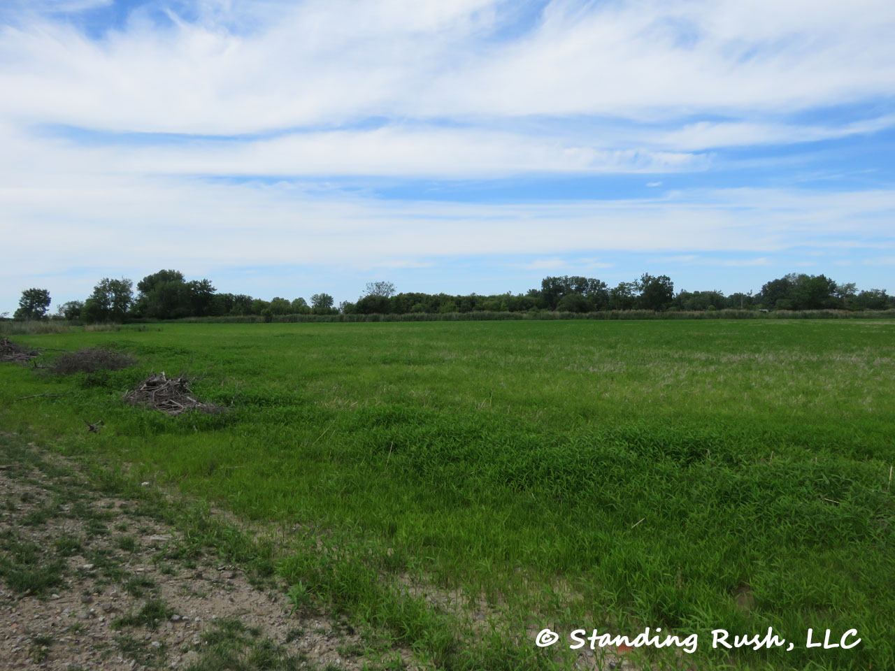 Moment in the Marsh: Good News for the Newly Rehabbed West Marsh Dike