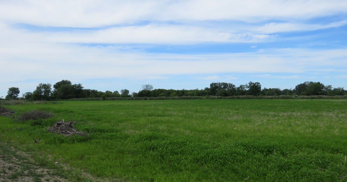 Moment in the Marsh: Good News for the Newly Rehabbed West Marsh Dike