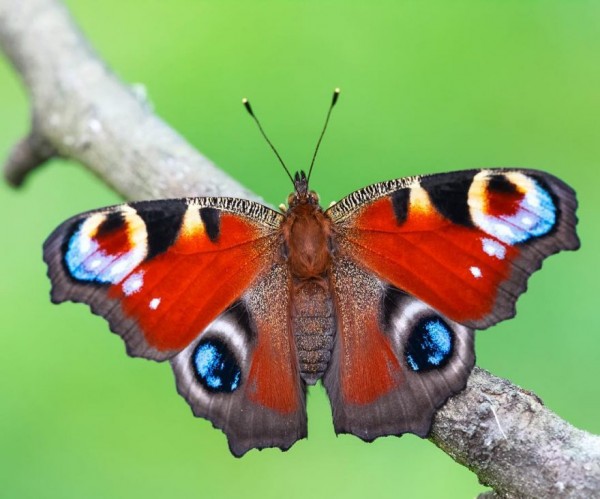Adam Gor'un Çiçek ve Kelebek Fotoğrafları - Profesyonel Fotoğrafçılık