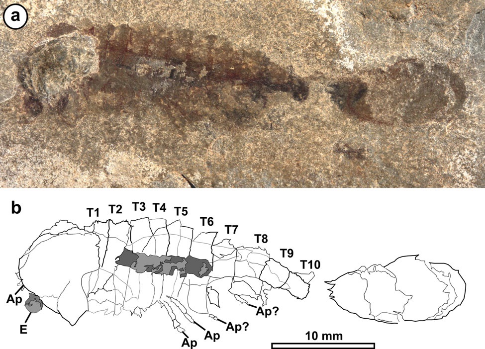 Sciency Thoughts: Utahcaris orion and the origin of the Chelicerates.