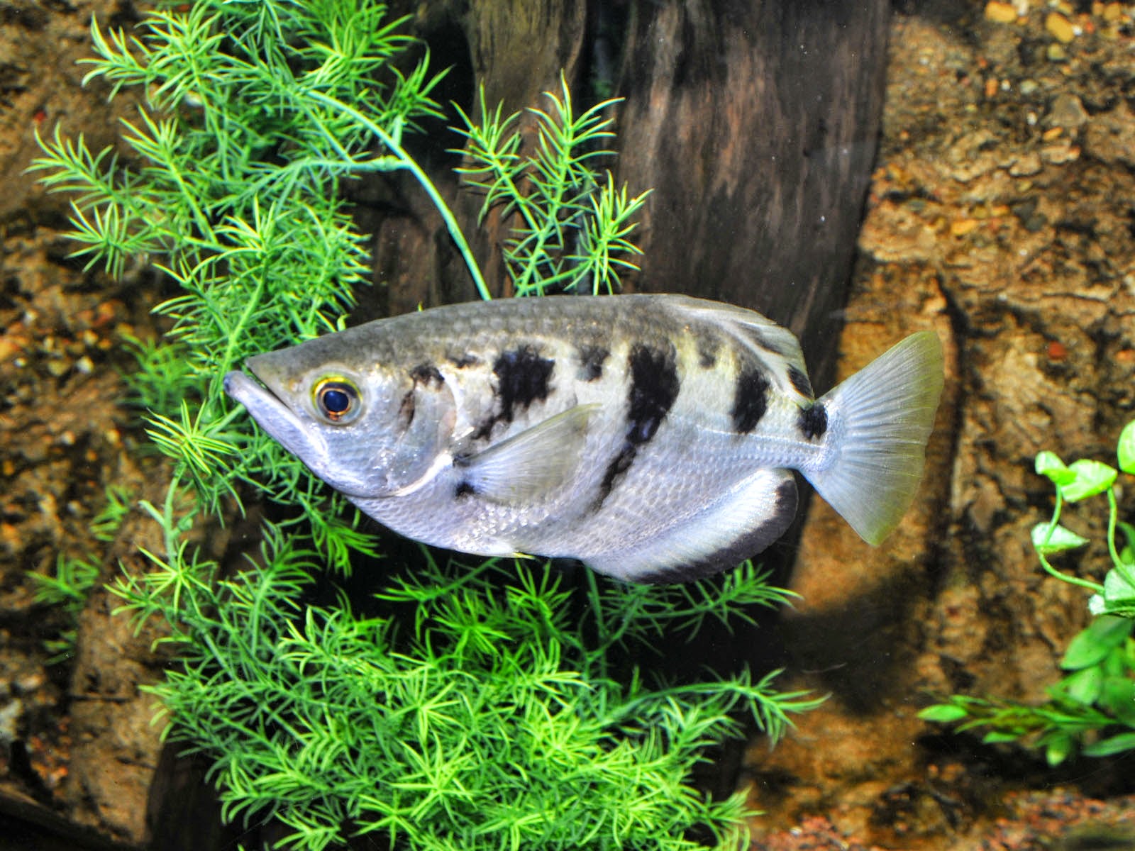 ARCHER FISH photos - wallpapers | the fun bank