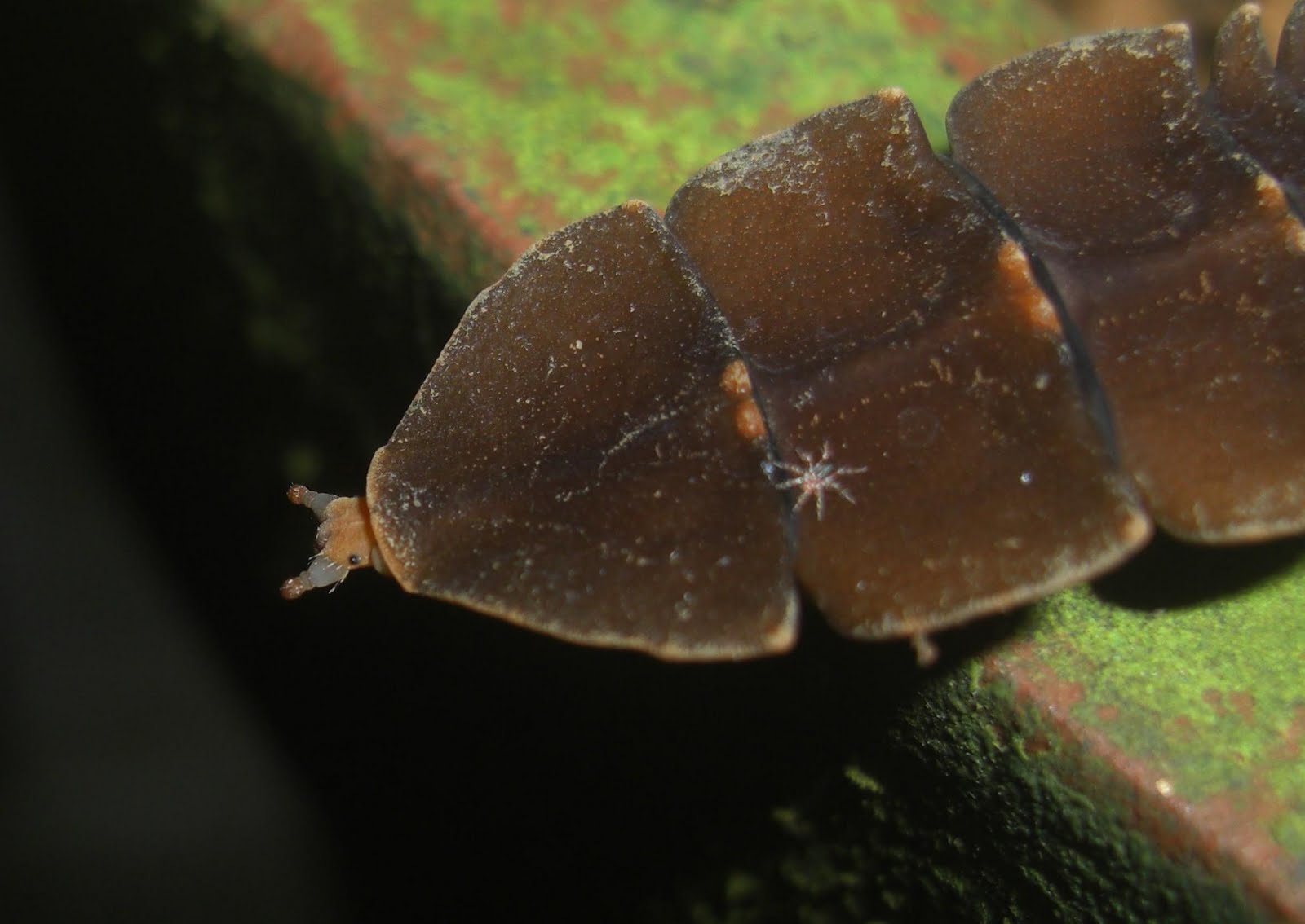 Photography & Me: Trilobite Beetle vs Firefly Larva