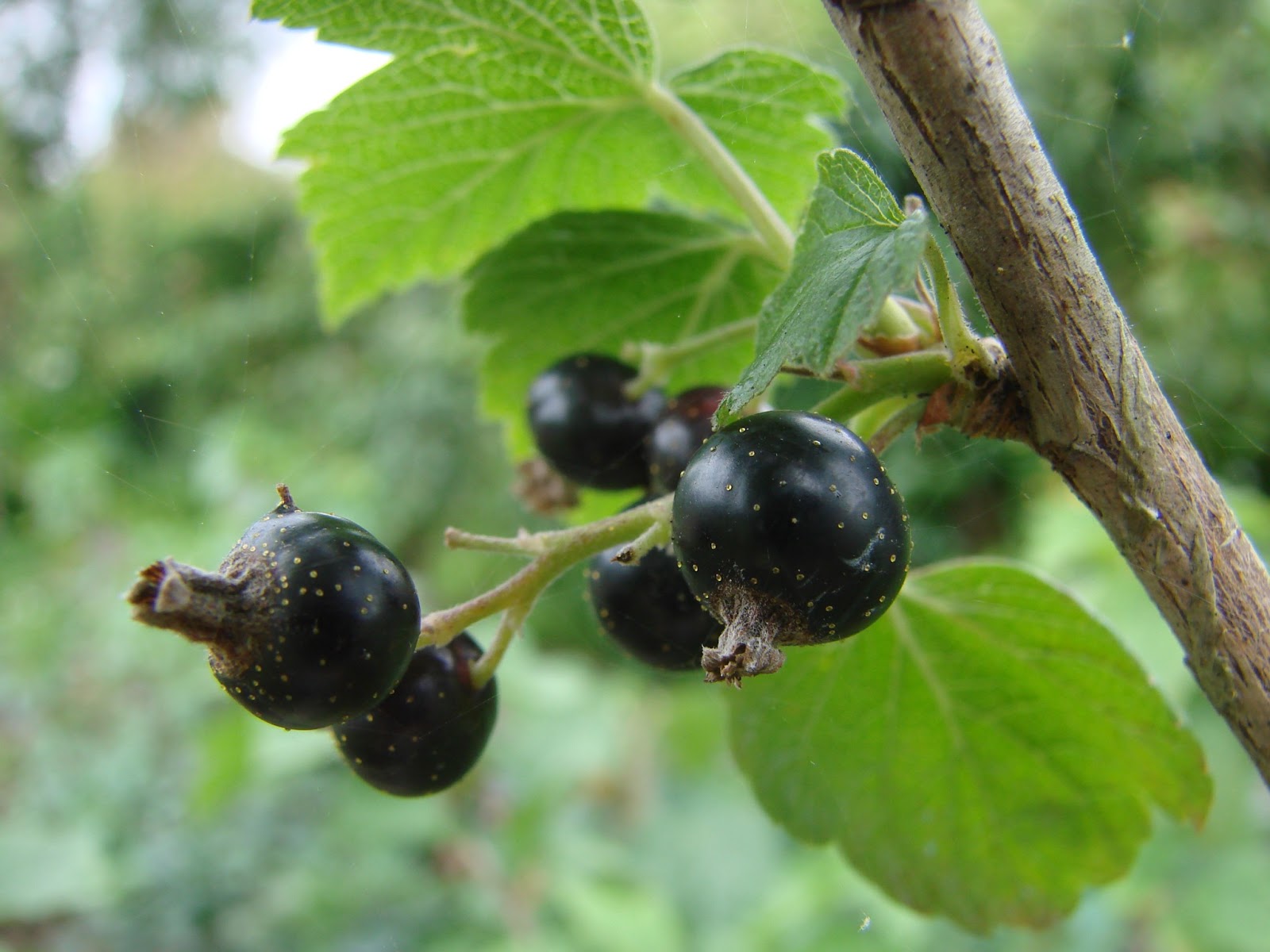 Au jardin d'Aurore: Le cassissier