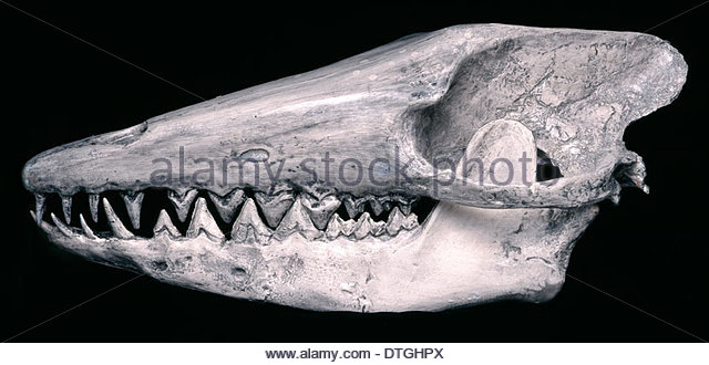 Victoria's Science Blog : Evolution of Whales