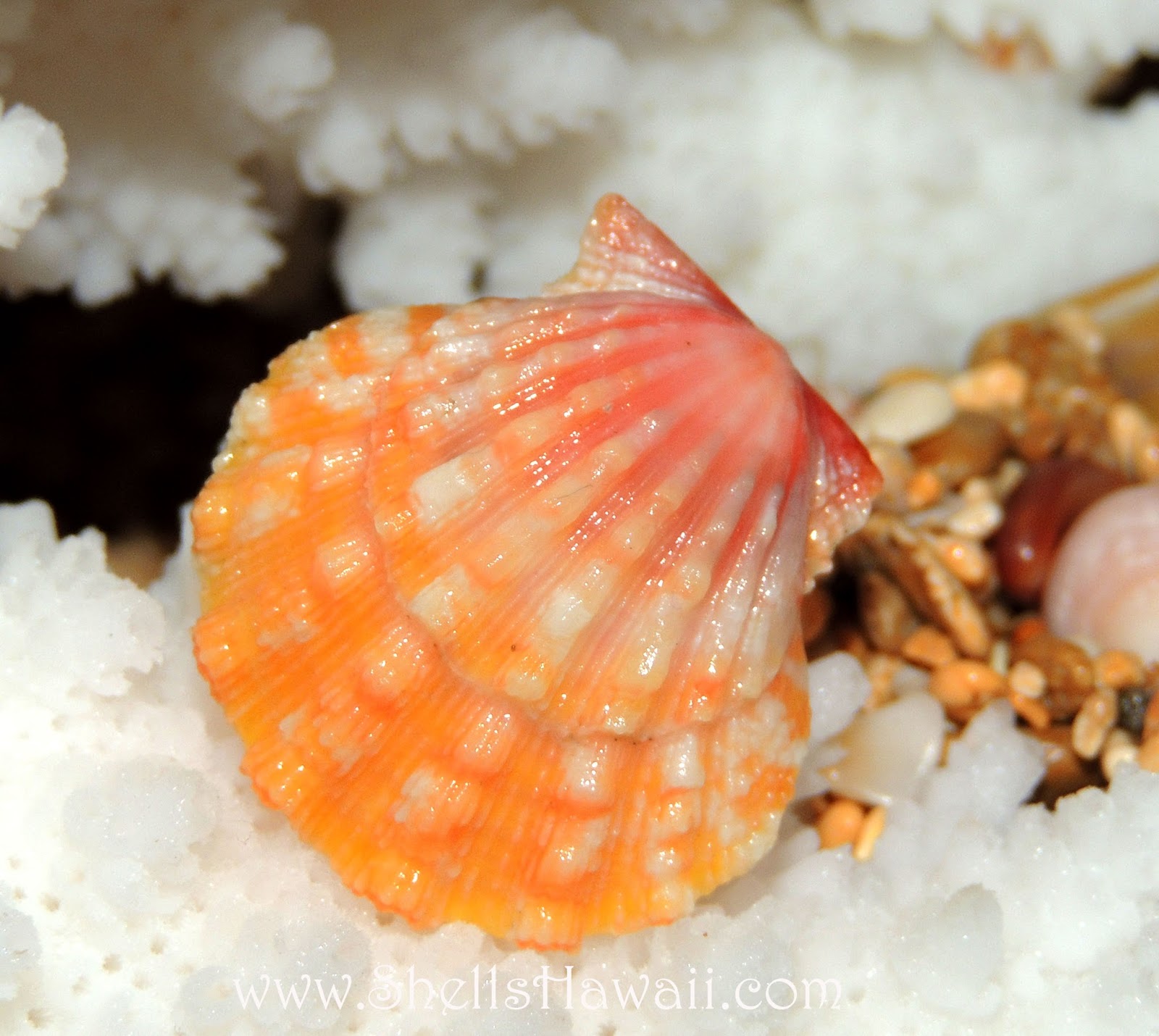 ShellsHawaii ...by Janjira: Sunrise shells/Pecten Langfordi