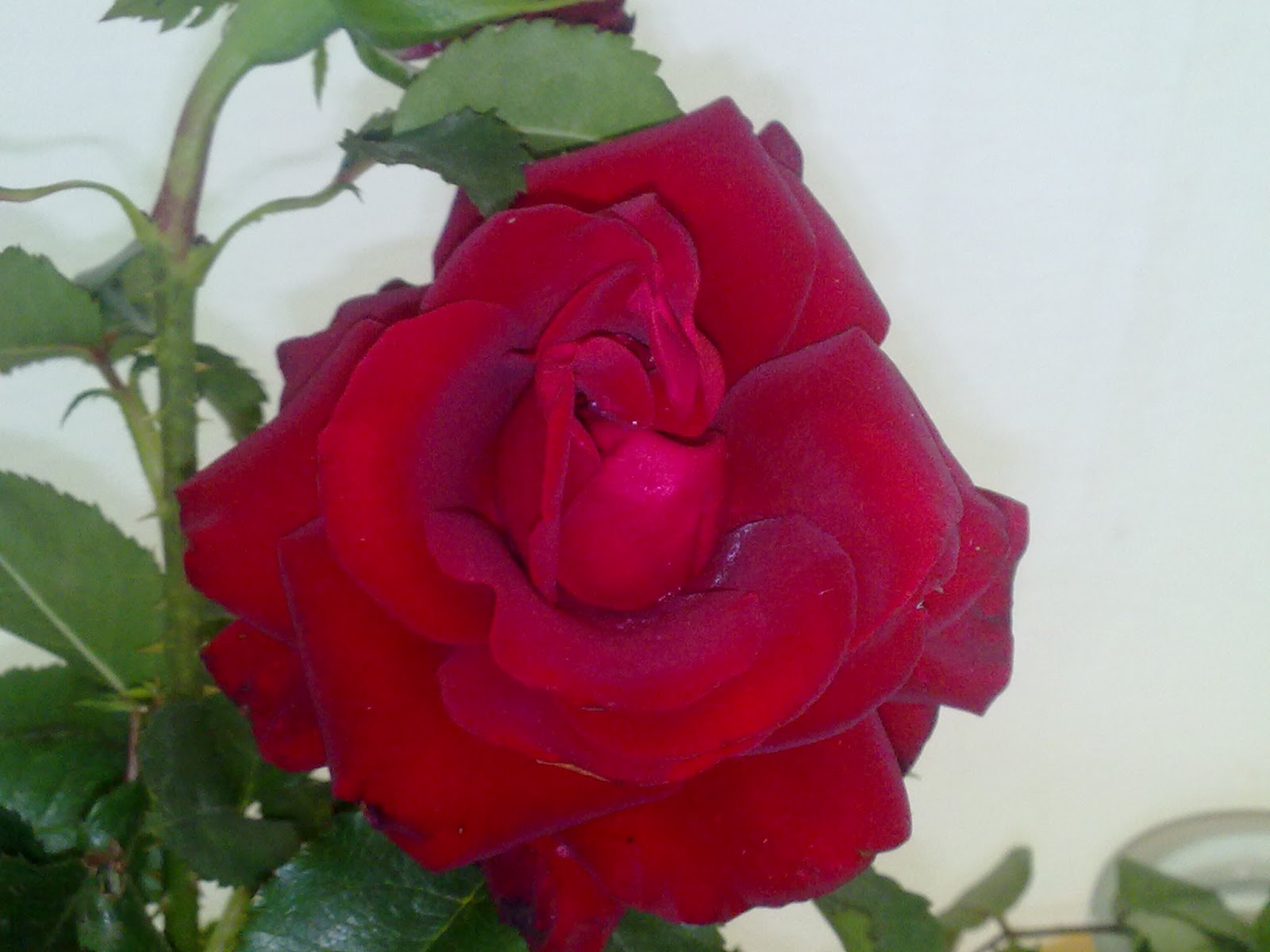 El Blog de "Grouchomaniaco": Rosa, rosa, rosam, rosae, rosae, rosa