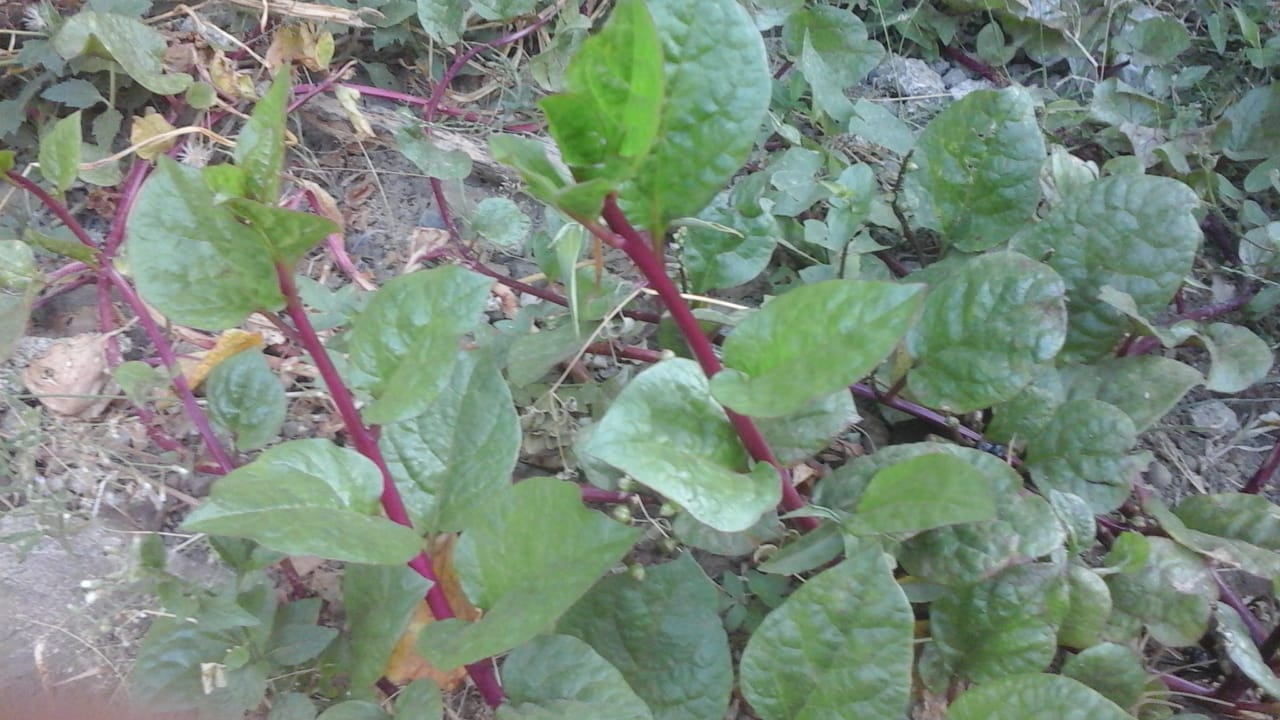 Summer farm: What Are the Benefits of Alugbati? Written by Andra ...