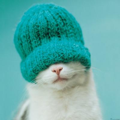 Into The World of Fat Cats: Cats in Hats