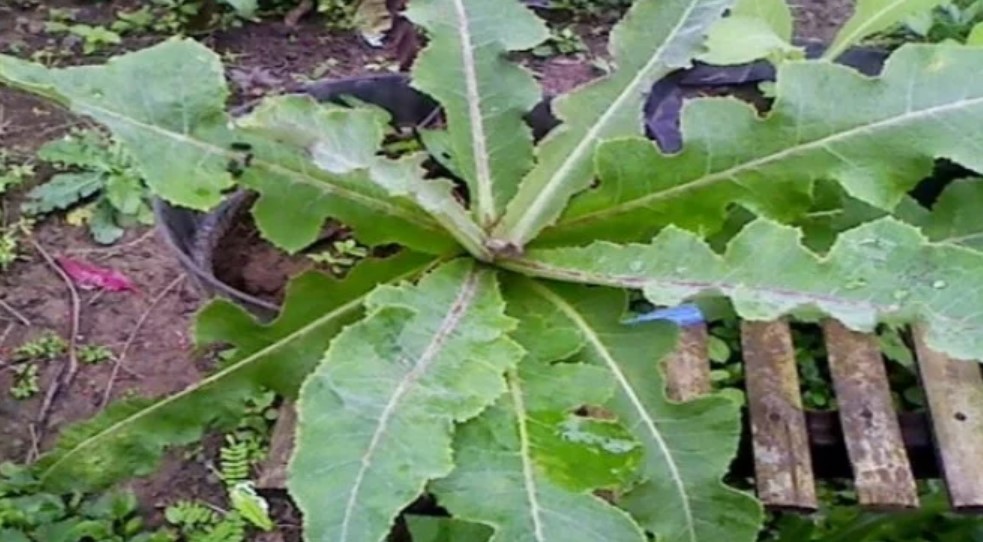 Siapa Sangka, Tanaman Tempuyung Bisa Obati Batu Ginjal - Akurat