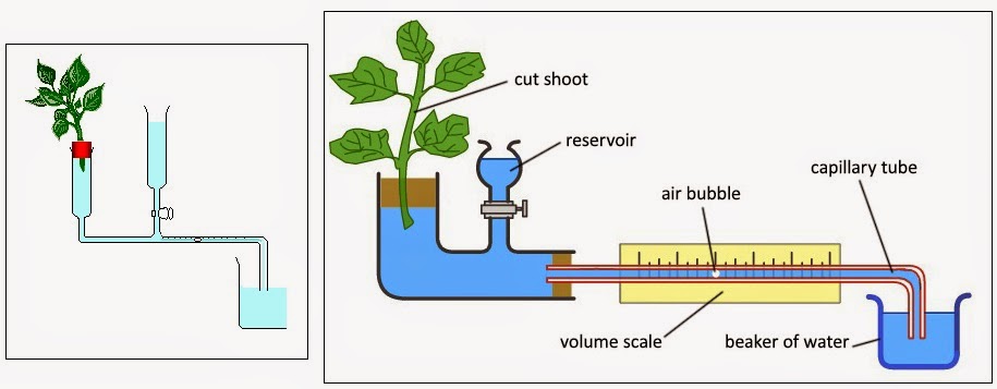 #40 Movement of Water and Minerals in the Xylem | Biology Notes for A level