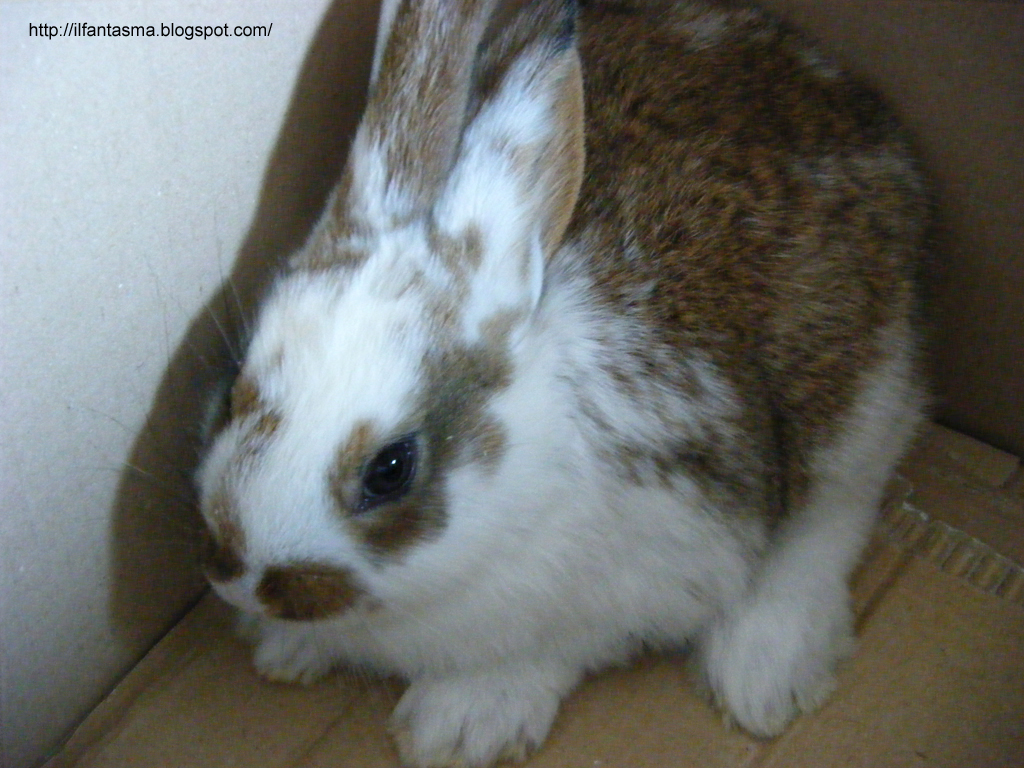 Le avventure della mia fantasia: Due conigli, due vite in parallelo ...