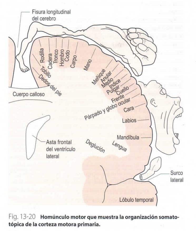 HACIA UN CONCEPTO DE FRENO INHIBITORIO DESDE UNA MIRADA PSICOMOTRIZ ...