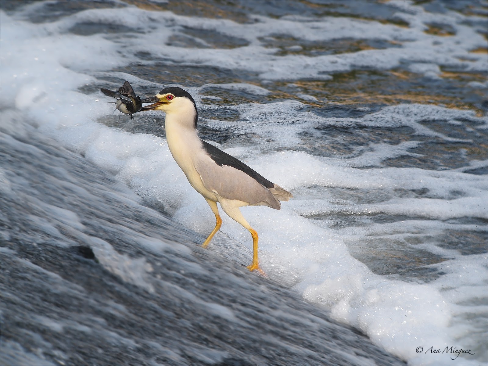 NATURANAFOTOS: De pesca con el Martinete