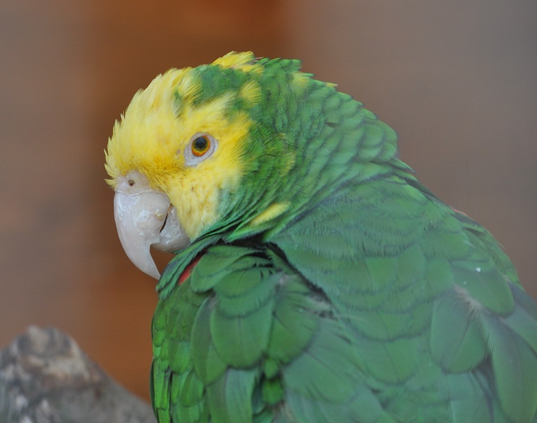 ZOOTOGRAFIANDO (6.100 ANIMALS): LORO REY / YELLOW-HEADED AMAZON ...