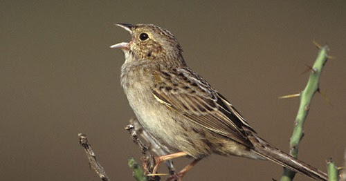 French Vocabulary Illustrated: pépier