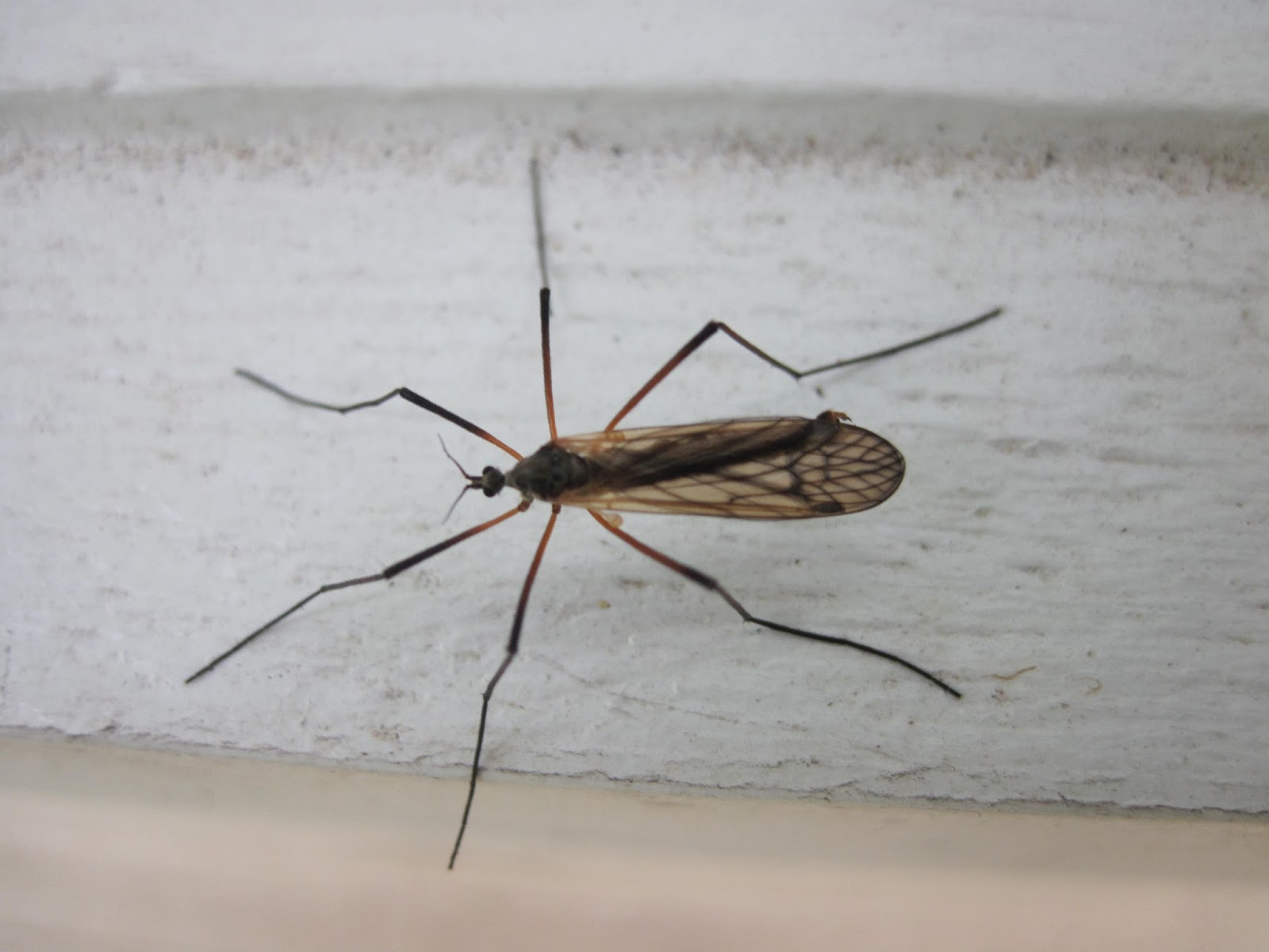 L'aventure du/de Sweet Madame Blue: septembre 2013