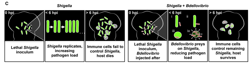 Predatory bacteria in news