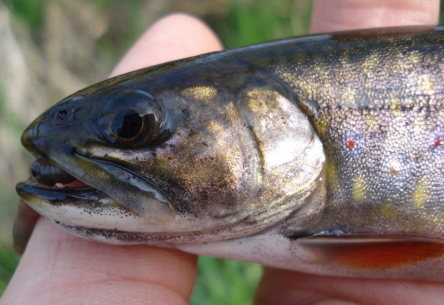 Ben Cantrell's fish species blog: Brook trout and brook stickleback ...