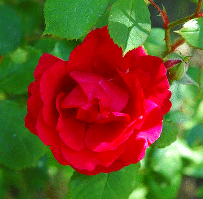 AKI GIFS: Gifs animados de Rosas