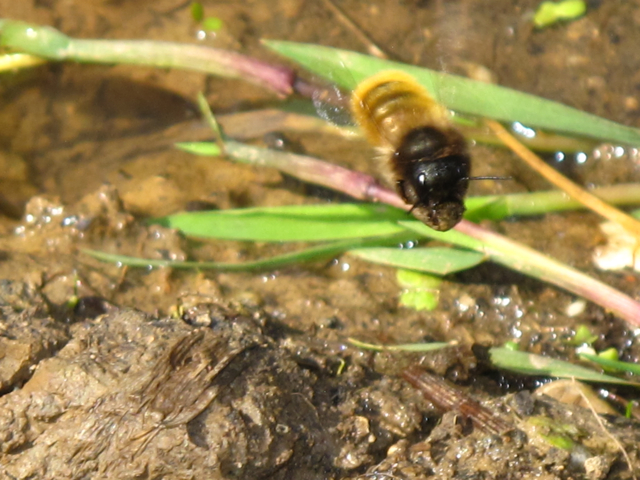 BugBlog: Bees in ponds