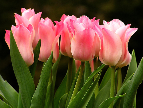 Bila gambar bersuara: Bunga-bunga tulip yang indah