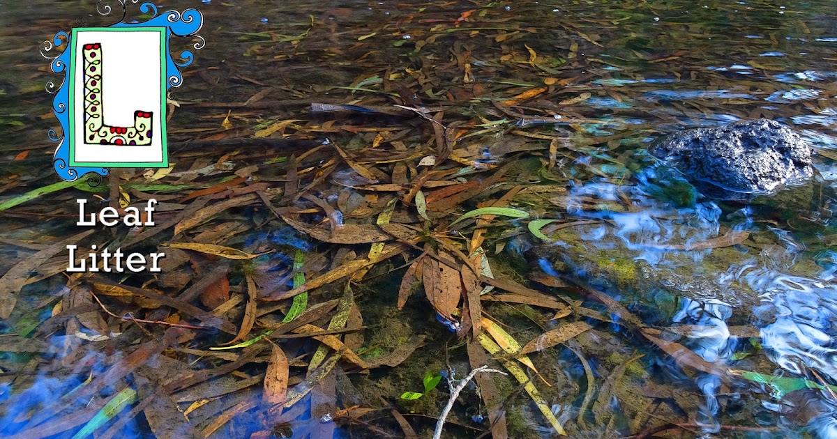 MAP: L for LEAF LITTER