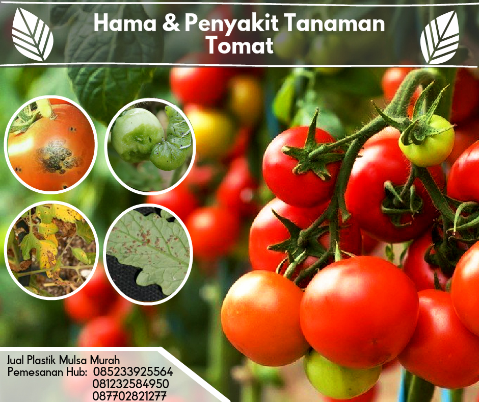 Berbagai Hama & Penyakit Pada Tomat, Serta Cara Penanganan Tepatnya ...