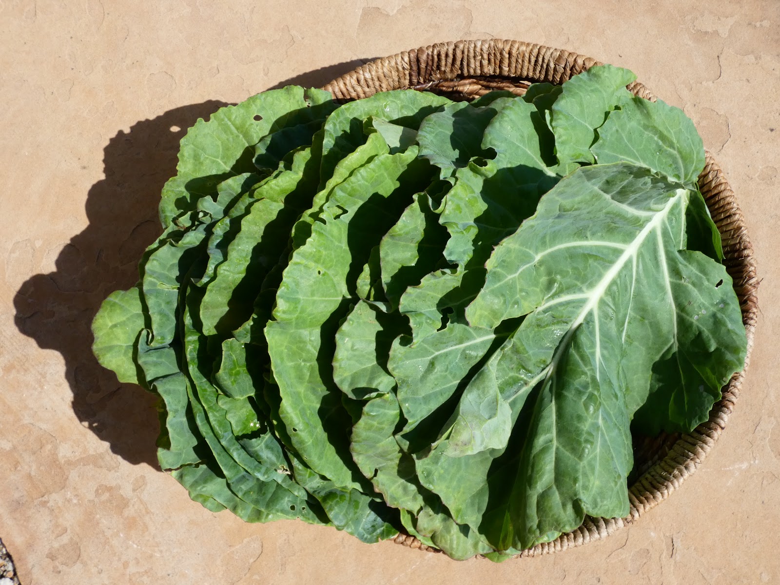 From Seed To Table: Harvest Monday - July 9, 2018