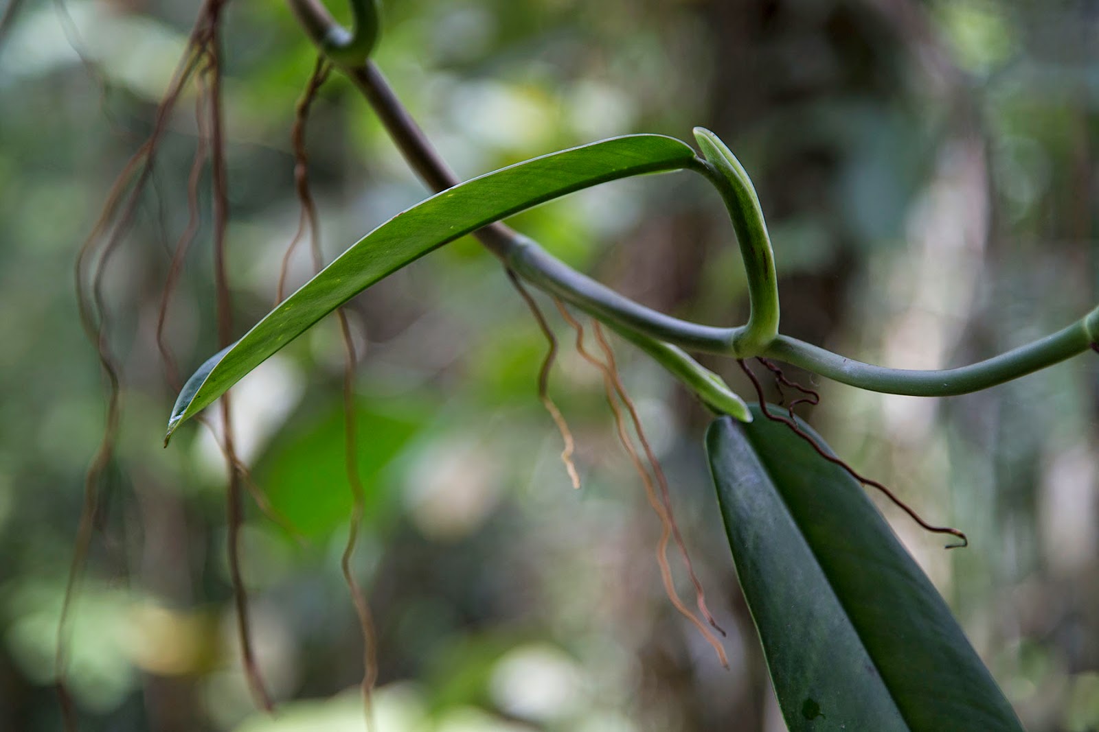 Bob's Photos: Amazon Rainforest Vacation in March