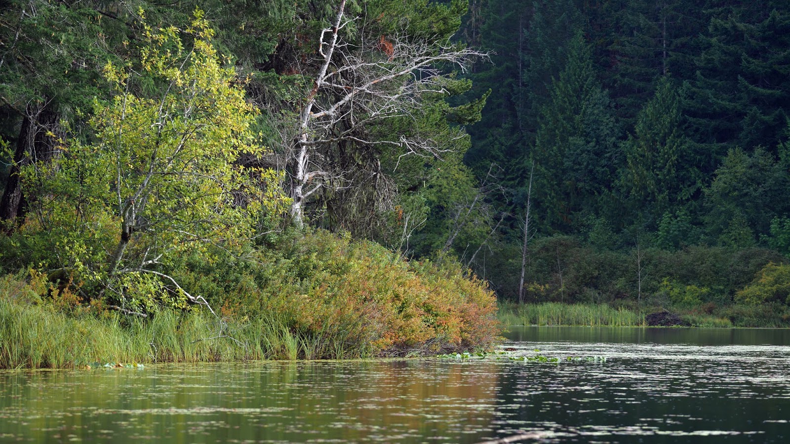 100 Lakes on Vancouver Island: Loon Lake