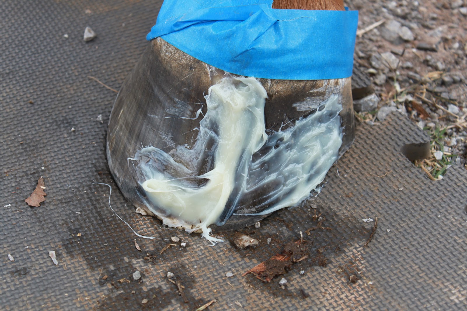 Springstone Horses: Repairing Hoof Cracks