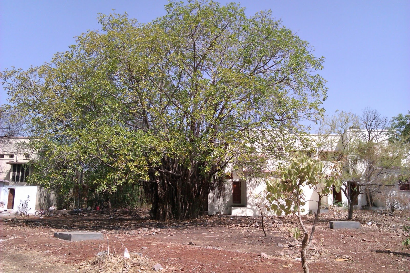 Things that make me go hmm...: The Bargad Tree