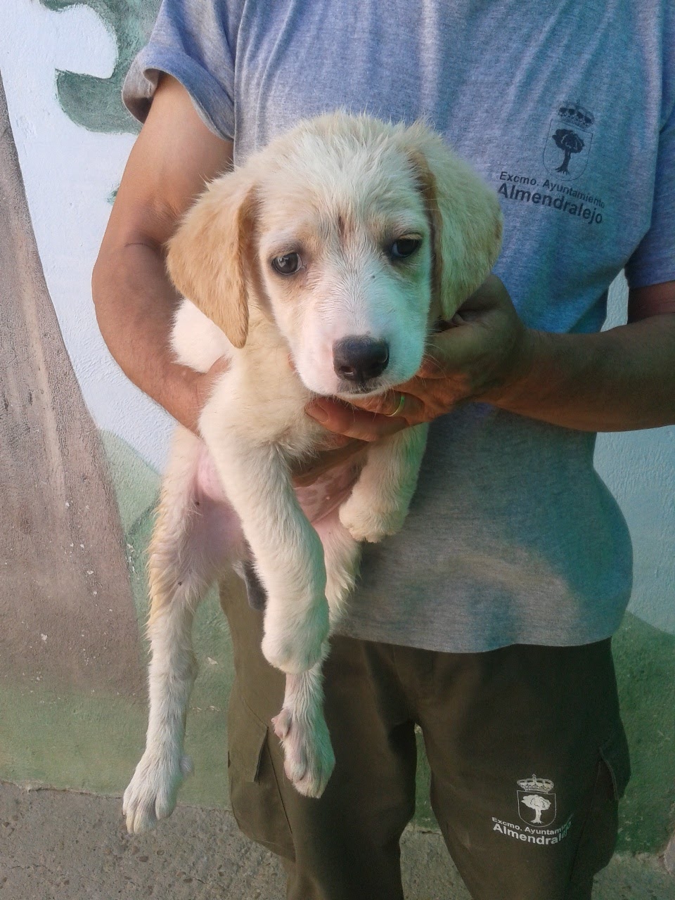 NUEVOS PERROS EN LA PERRERA