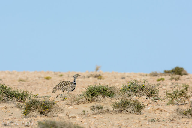 Miguel Angel Peña. Fotos de Naturaleza: Hubara