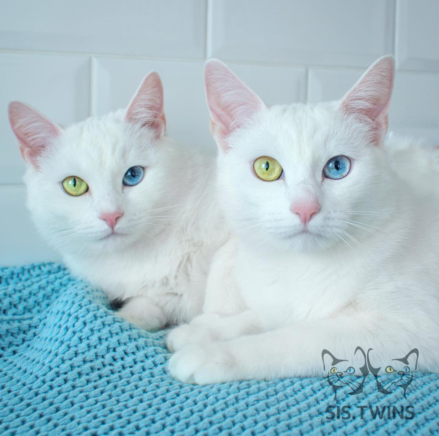 3 Kucing Unik dan Langka