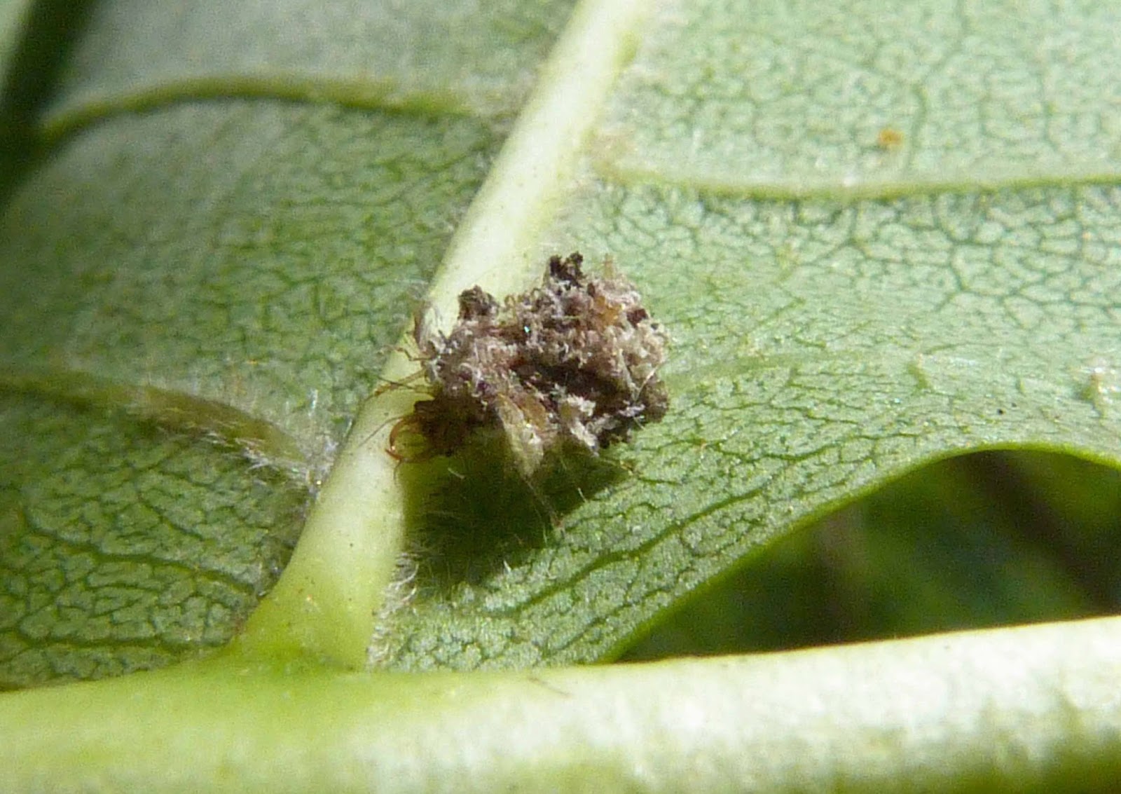 Insects of Scotland: Lacewings/Scorpion Flies