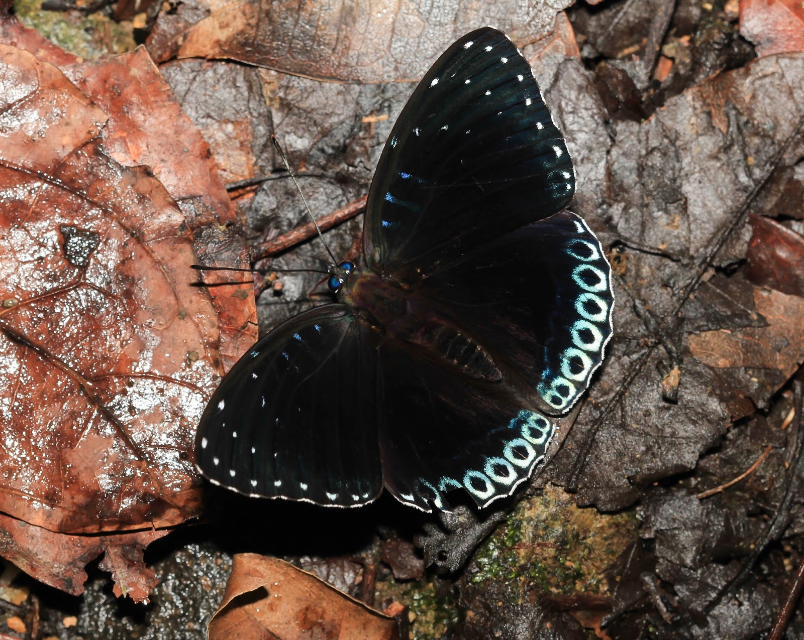 Butterflies of Vietnam: 11. Stibochiona nicea nicea (The Popinjay)