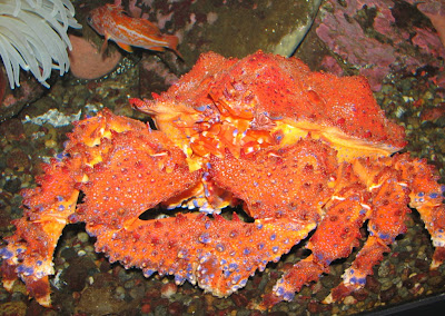 King crab | The Life of Animals