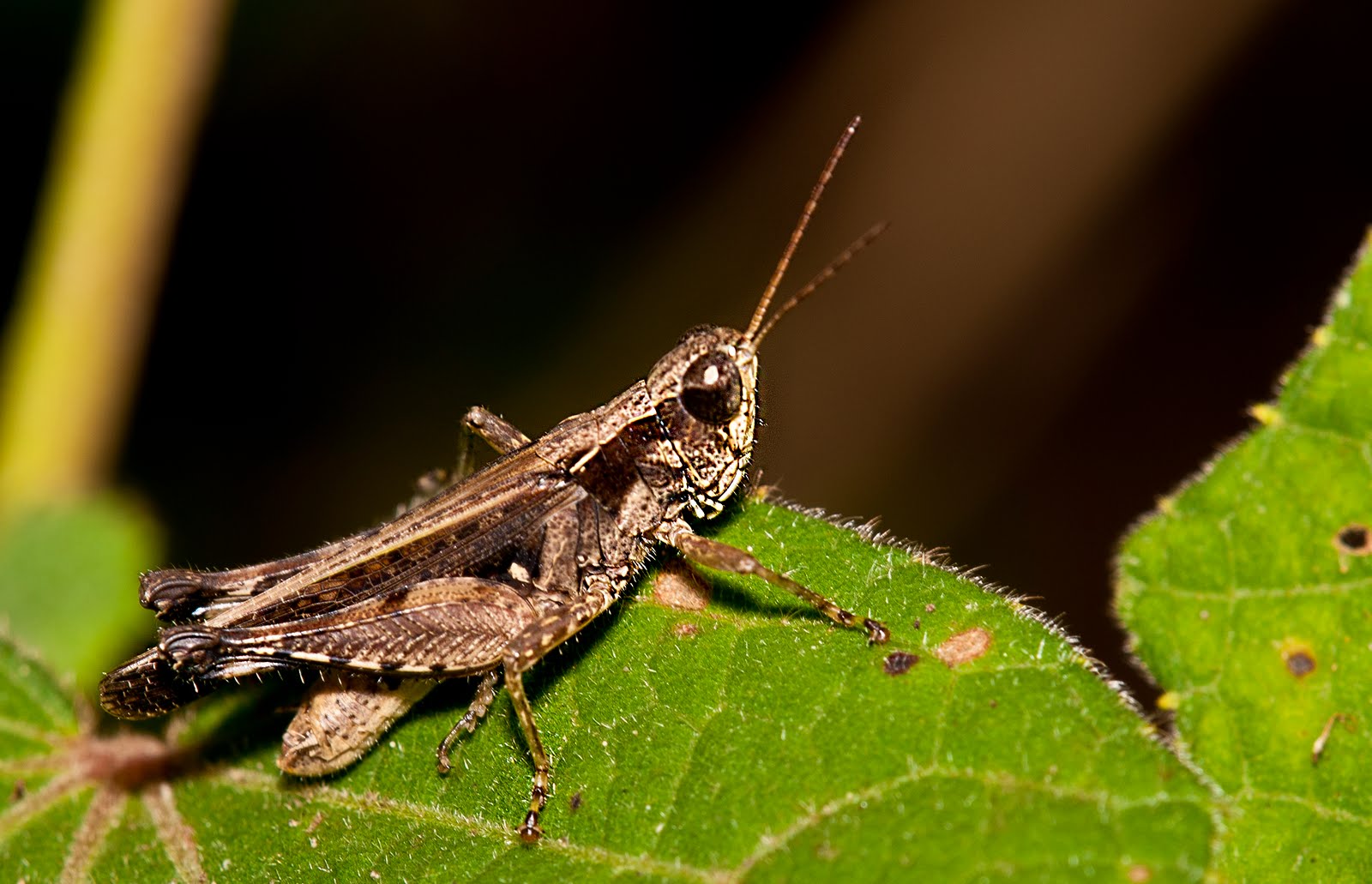 Visto al Pasar: Los Chapulines