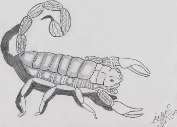 Imagenes de alacranes para dibujar - Imagui