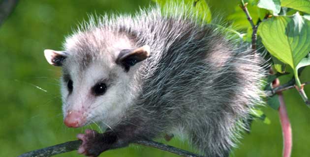 Reserva de la Biosfera Chamela-Cuixmala: Fauna en Chamela-Cuixmala.