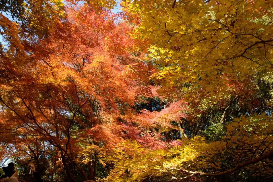 biskutcelup: 4 Musim di Jepun