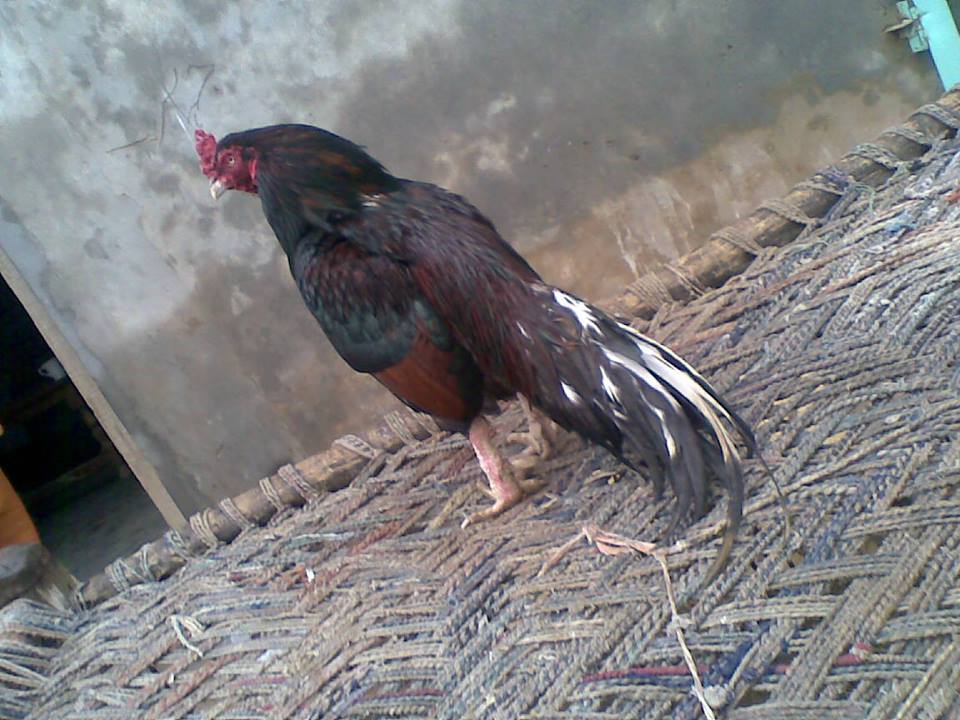 Best Amroha Aseel Pictures | Raja Asil